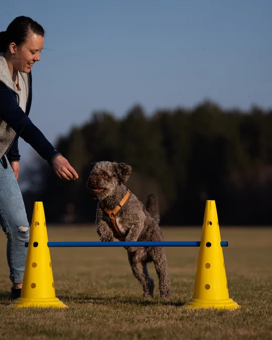 Crossdogging - Zirkeltraining für alle Hunde