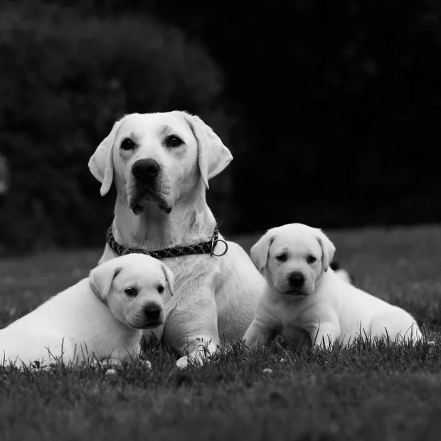 Die schönsten Hunde Welpen Fotos aus München | Zamperlschickeria