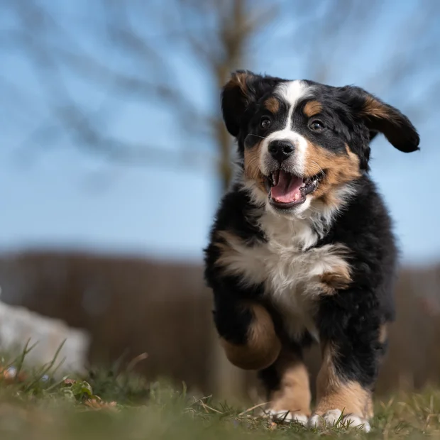Die schönsten Hunde Welpen Fotos aus München | Zamperlschickeria